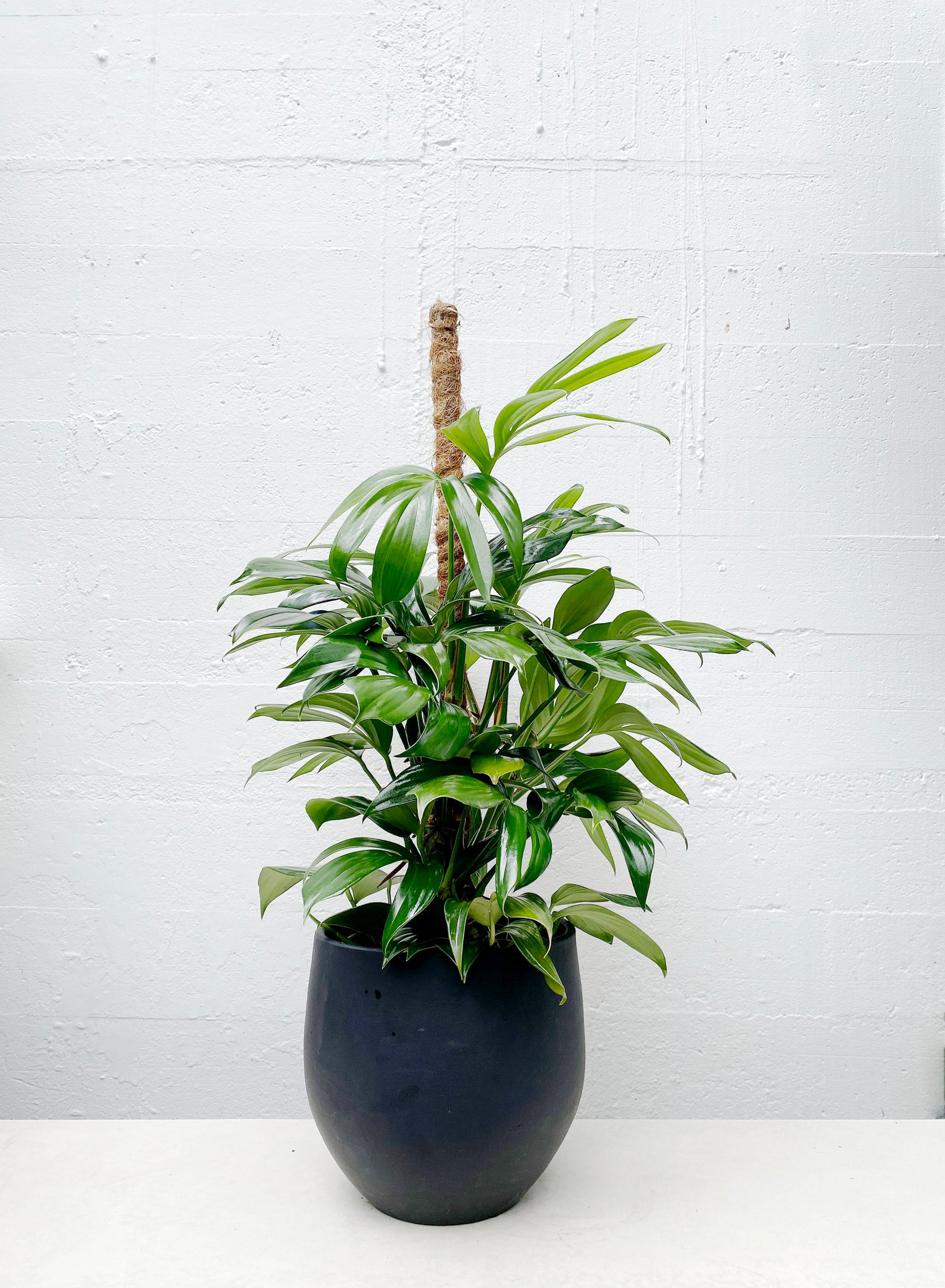 Rhaphidophora Decursiva – Babylon Store