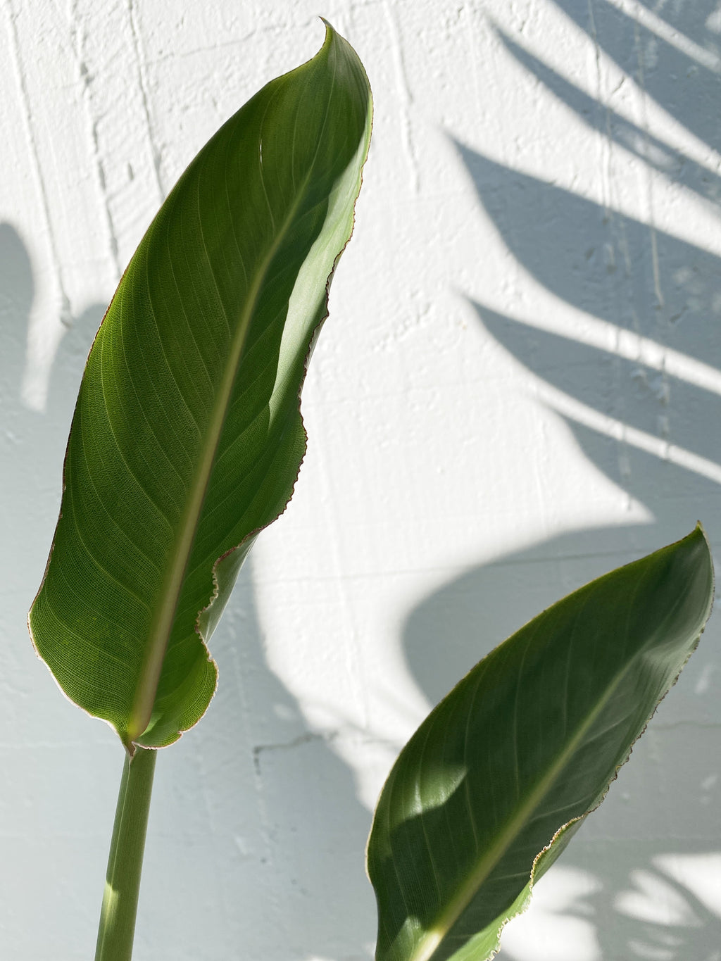 Strelitzia Reginae – Babylon Store