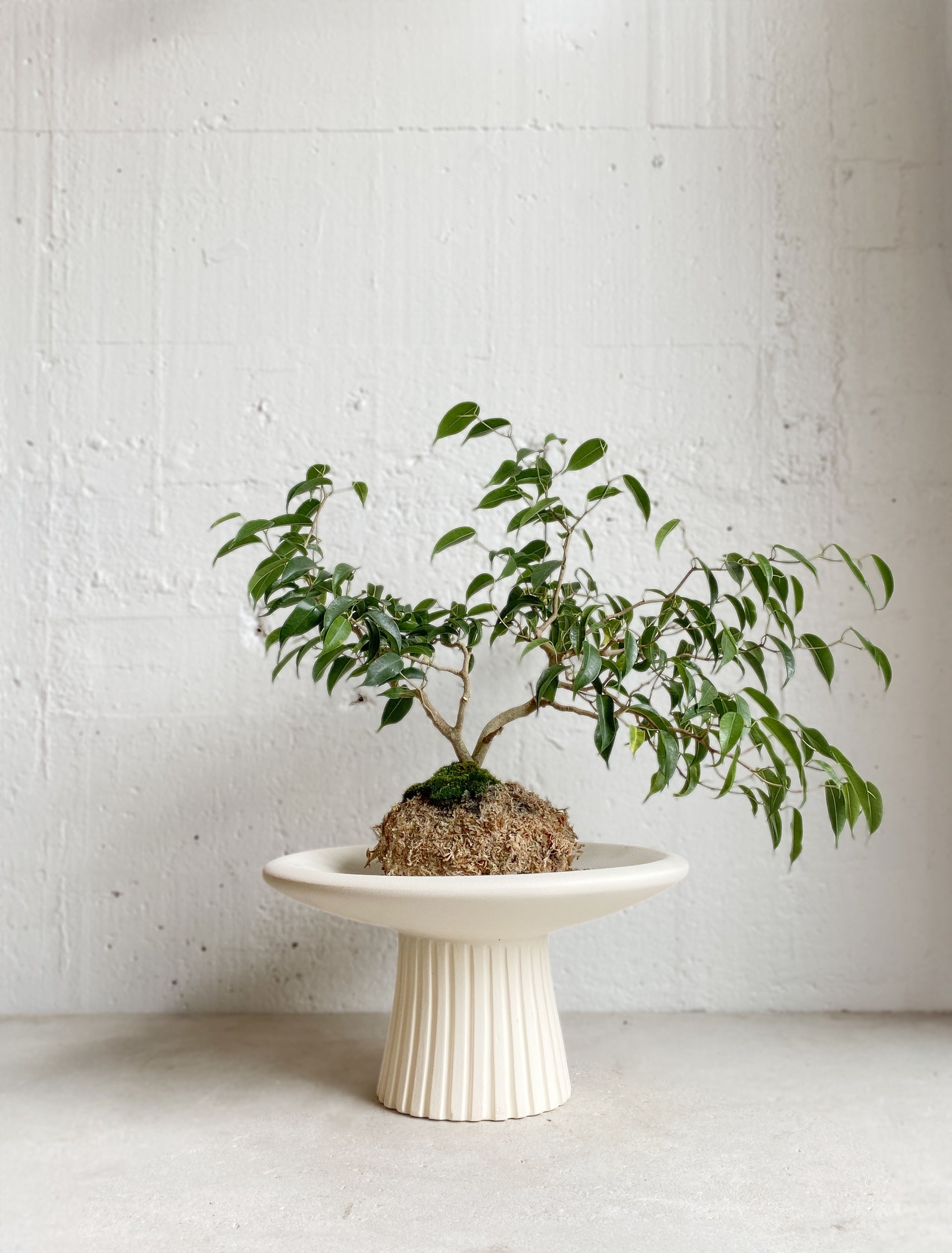 Ficus twisted Kokedama – Babylon Store