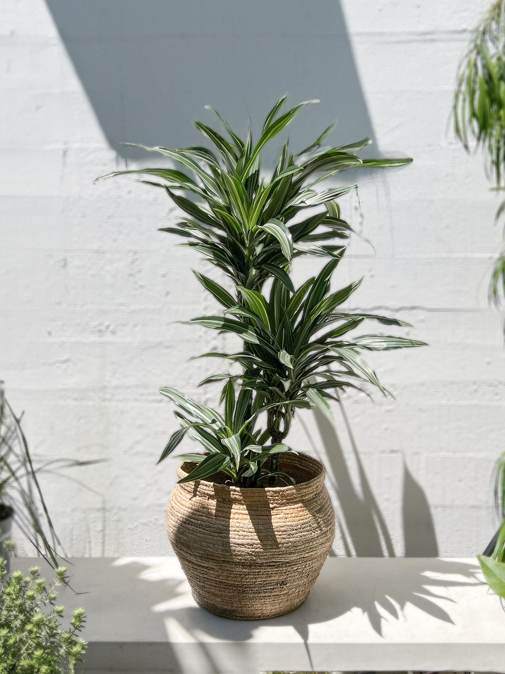 Dracaena Ulysses – Babylon Store