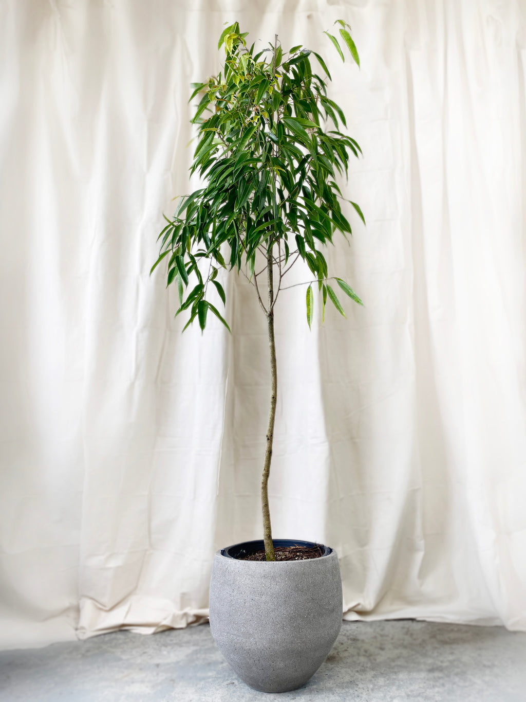 Ficus 'Amstel Queen' Standard – Babylon Store