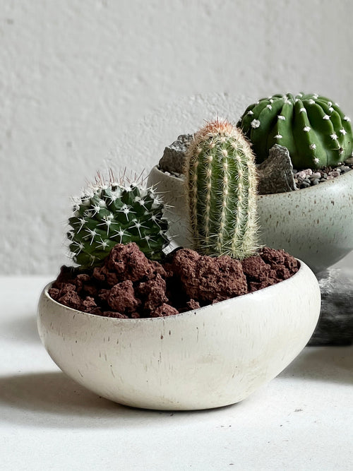 Cactus & Succulents - Cacti & Succulent Plants NZ – Babylon Store