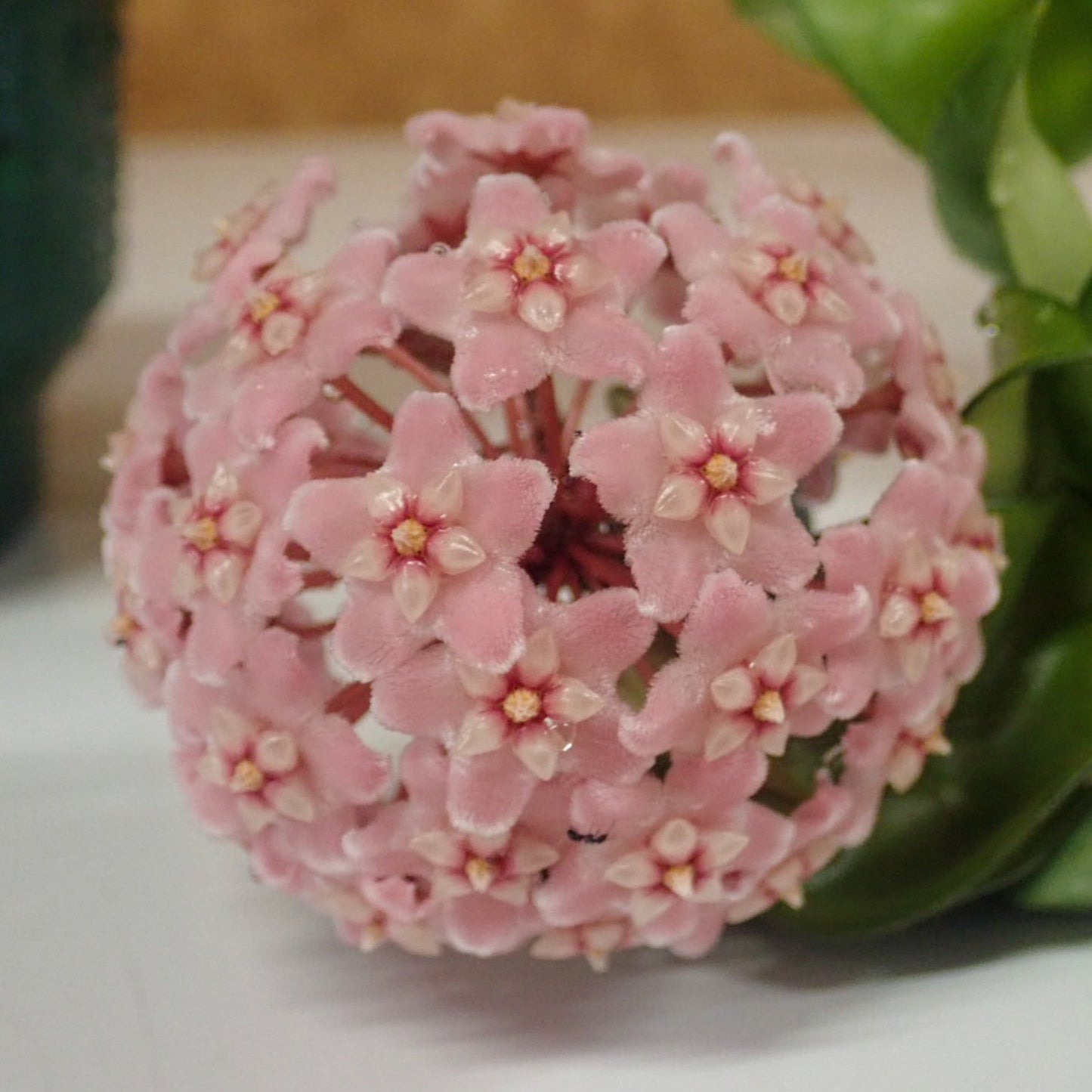 Hoya Hindu Rope – Babylon Store