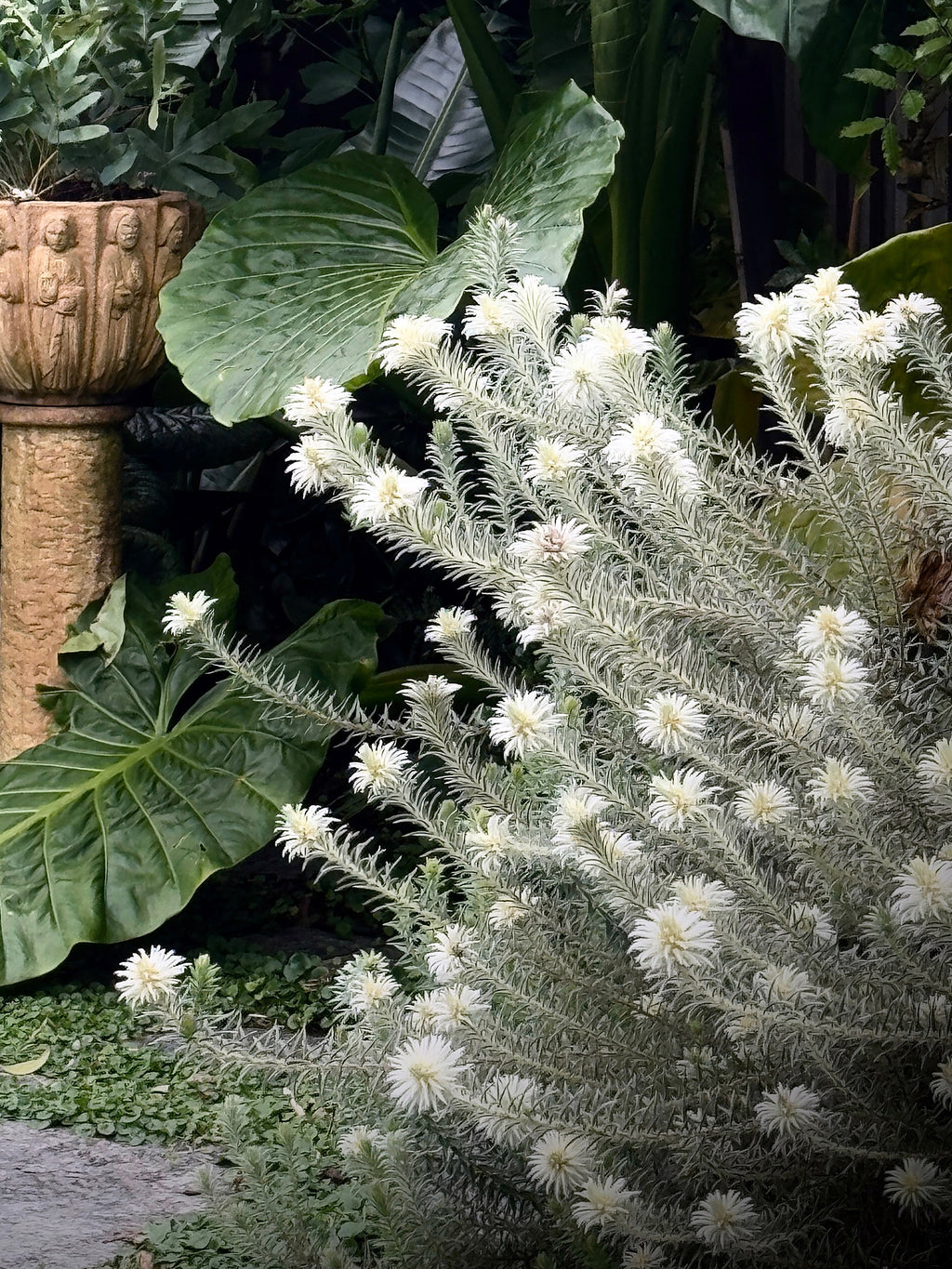 Phylica Pubescens – Babylon Store