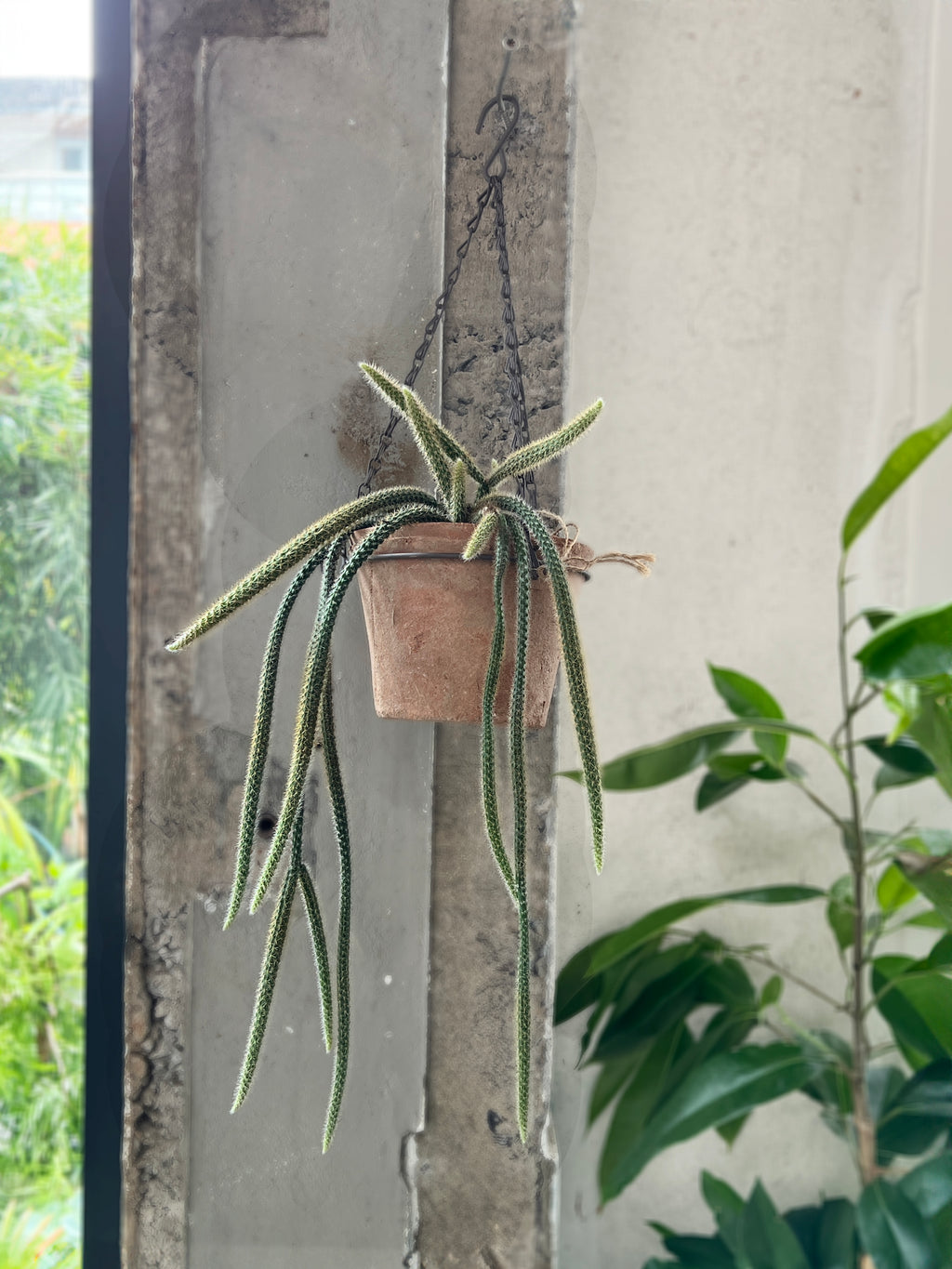 Aporocactus - Rat tail – Babylon Store