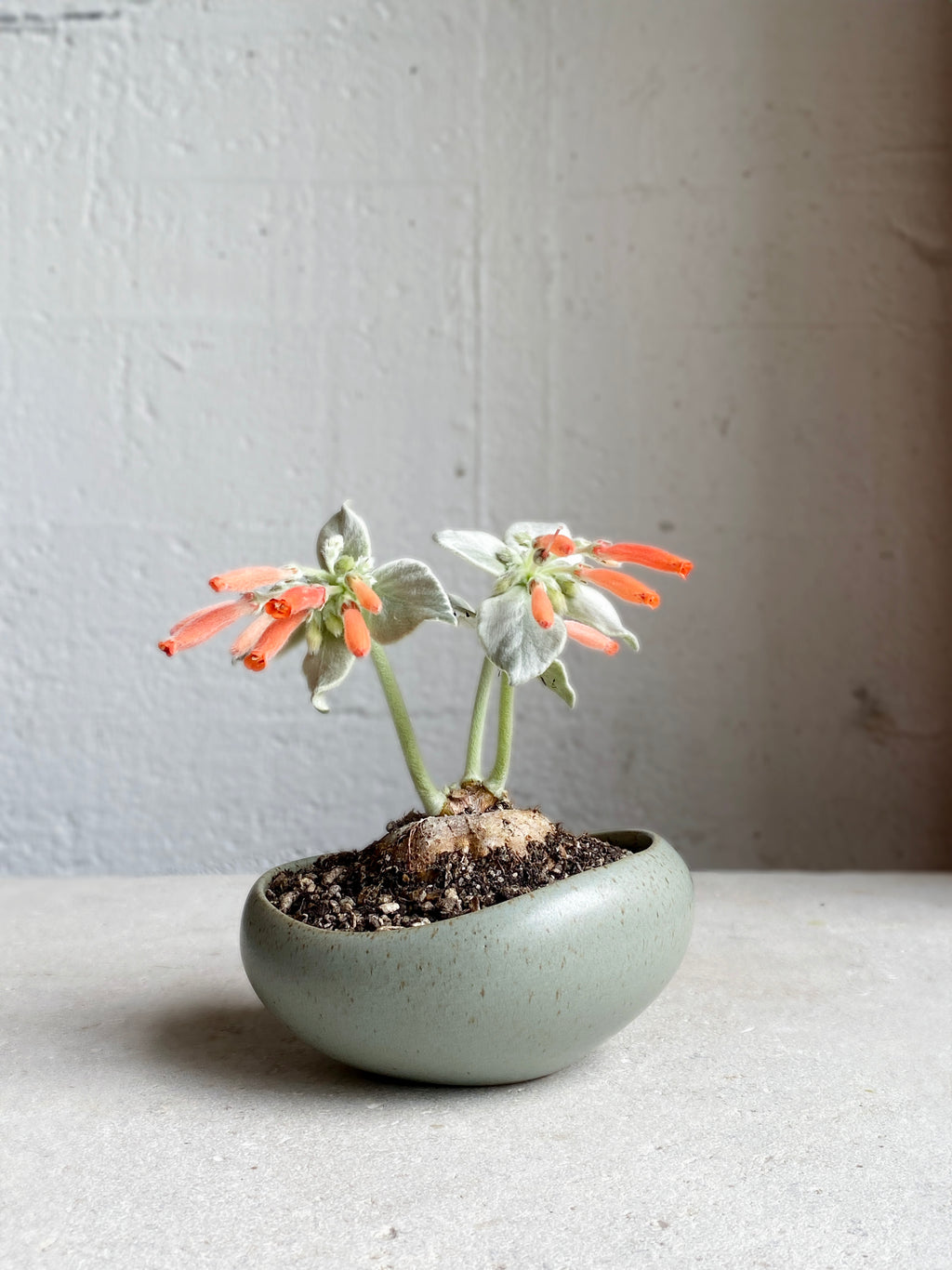 Sinningia leucotricha – Babylon Store