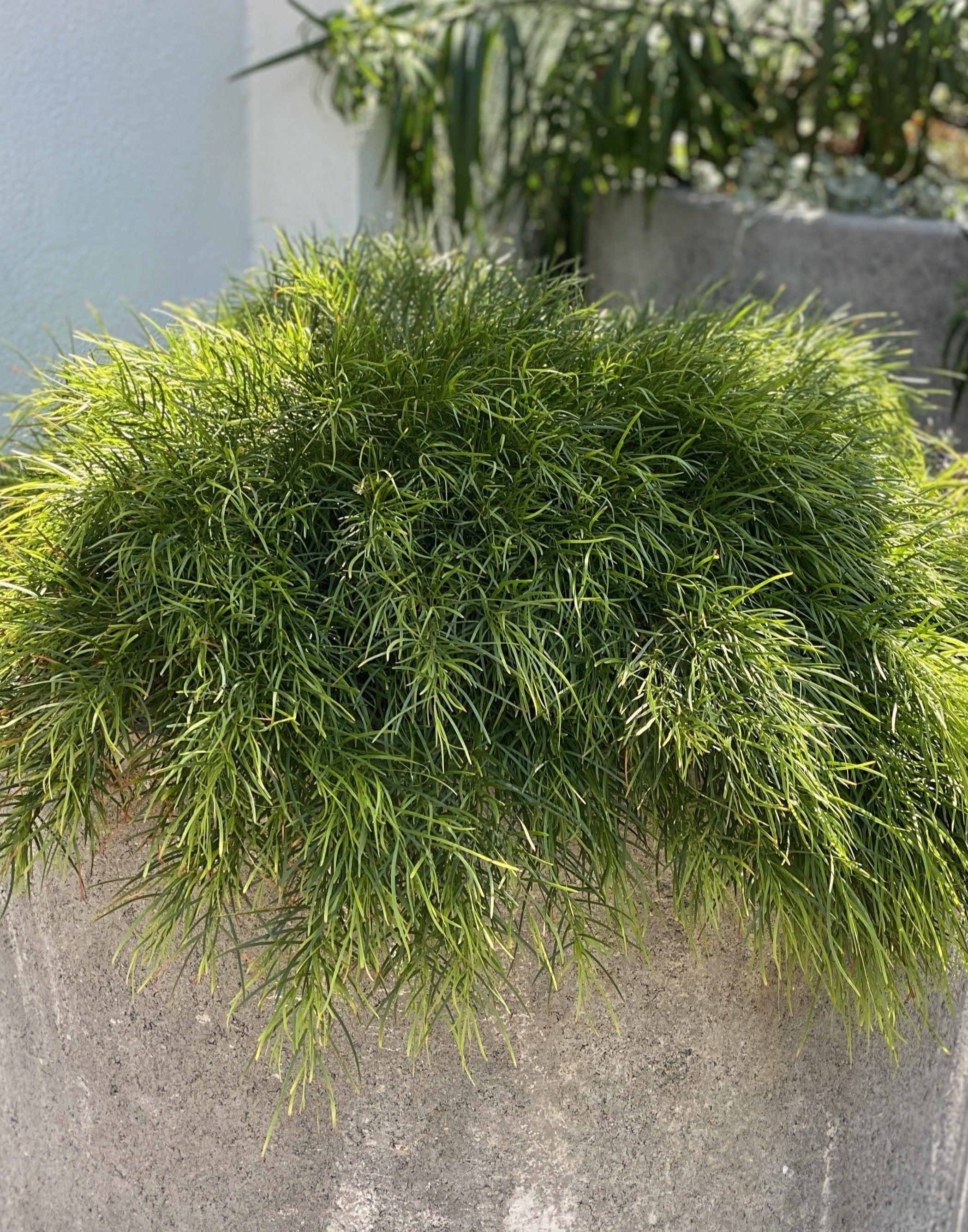 Acacia 'Limelight' – Babylon Store