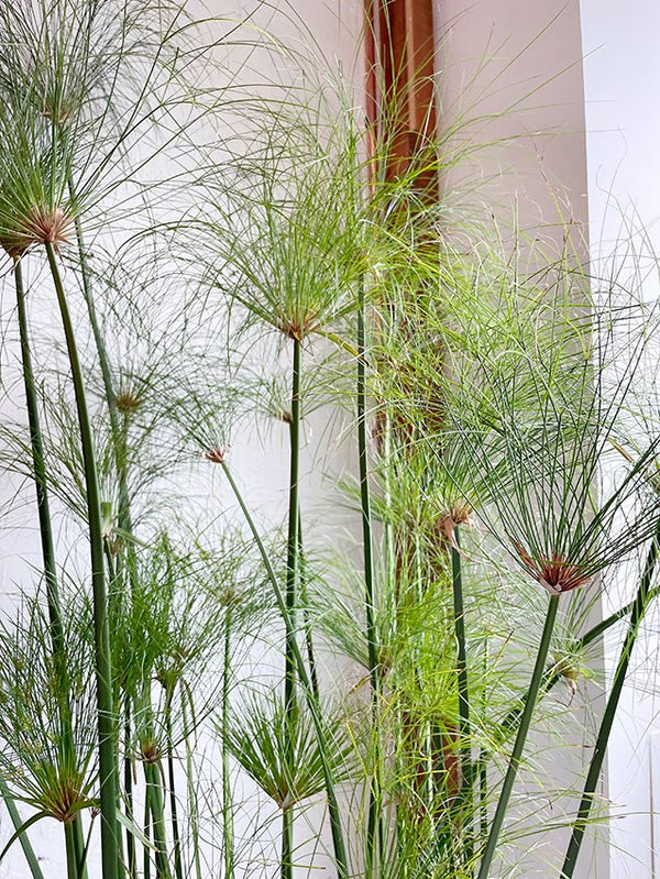 Cyperus papyrus – Babylon Store
