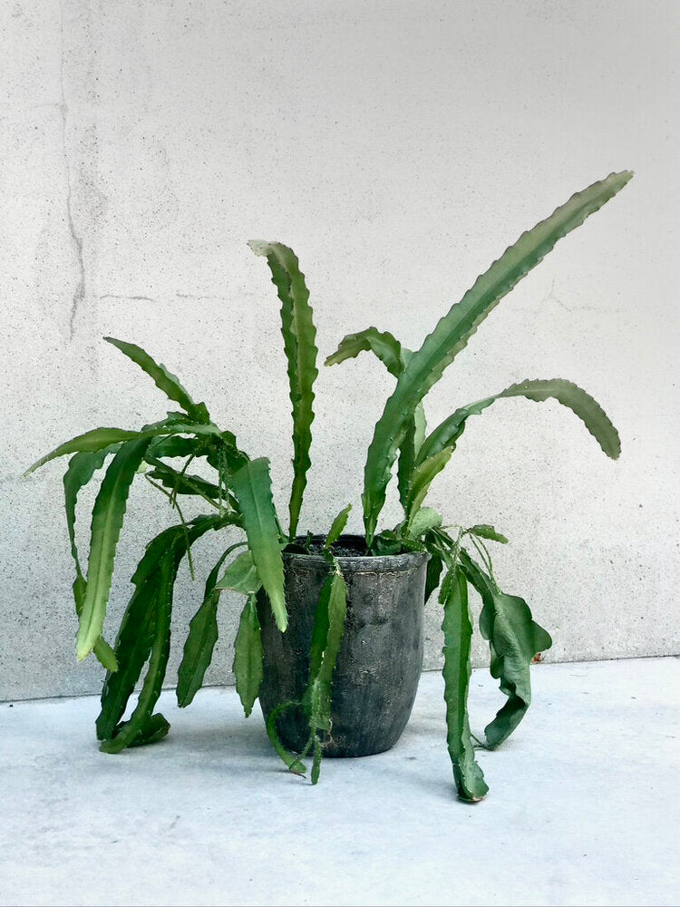 Epiphyllum - Orchid cactus – Babylon Store