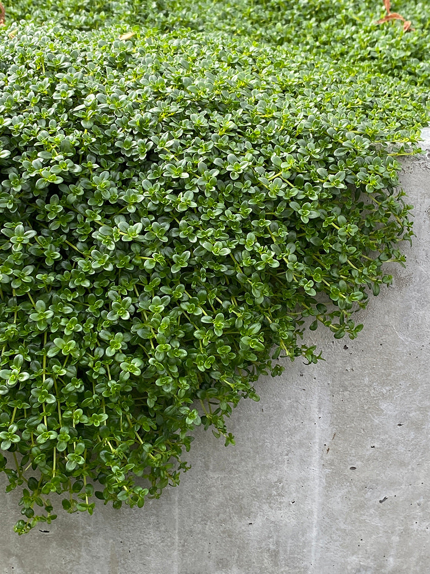 Emerald Thyme – Babylon Store