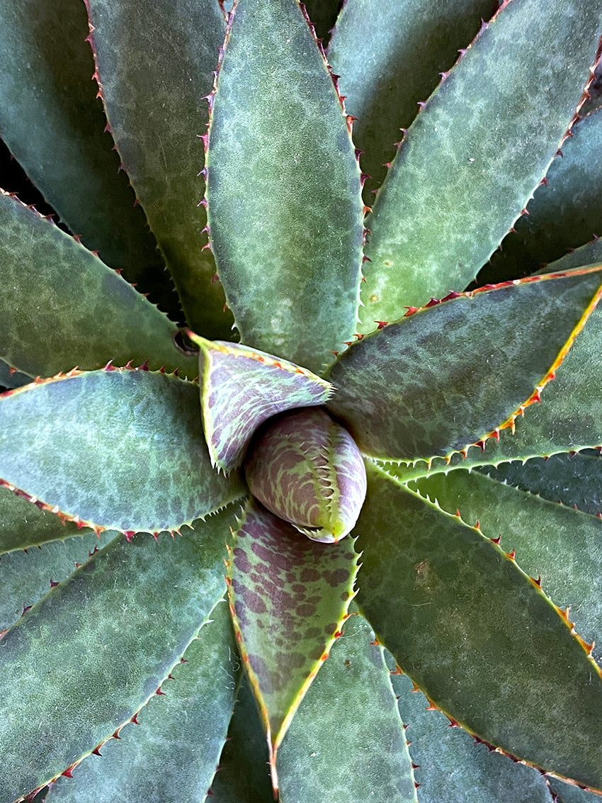 Products – Babylon Store