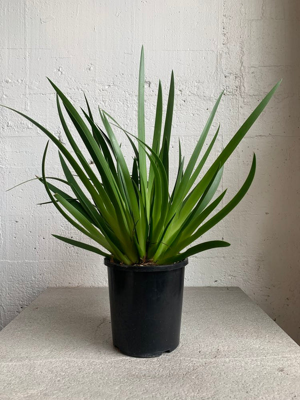 Xeronema callistemon - Poor knights lily – Babylon Store